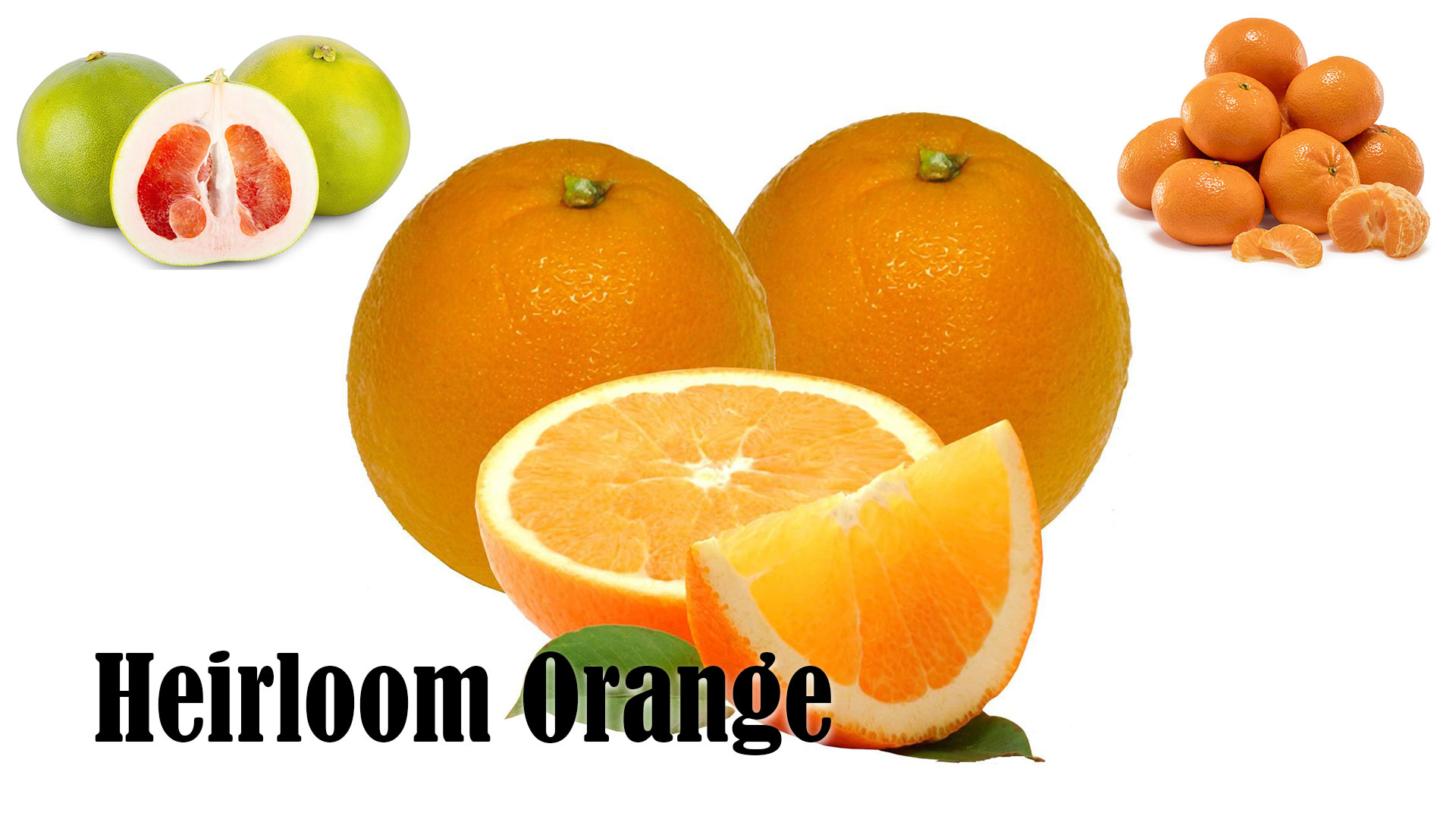 The Orange Review